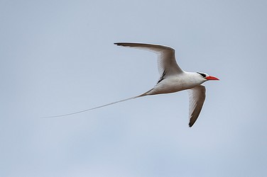 Agami - Relict Gull, Ichthyaetus relictus