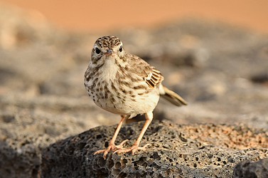Agami - Razoleeuwerik, Raso Lark, Alauda razae