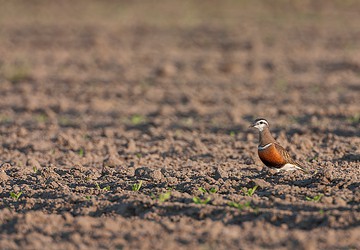 Agami - Razoleeuwerik, Raso Lark, Alauda razae