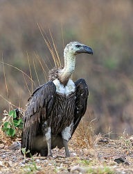 Agami - Indische Oorgier, Red-headed Vulture, Sarcogyps calvus